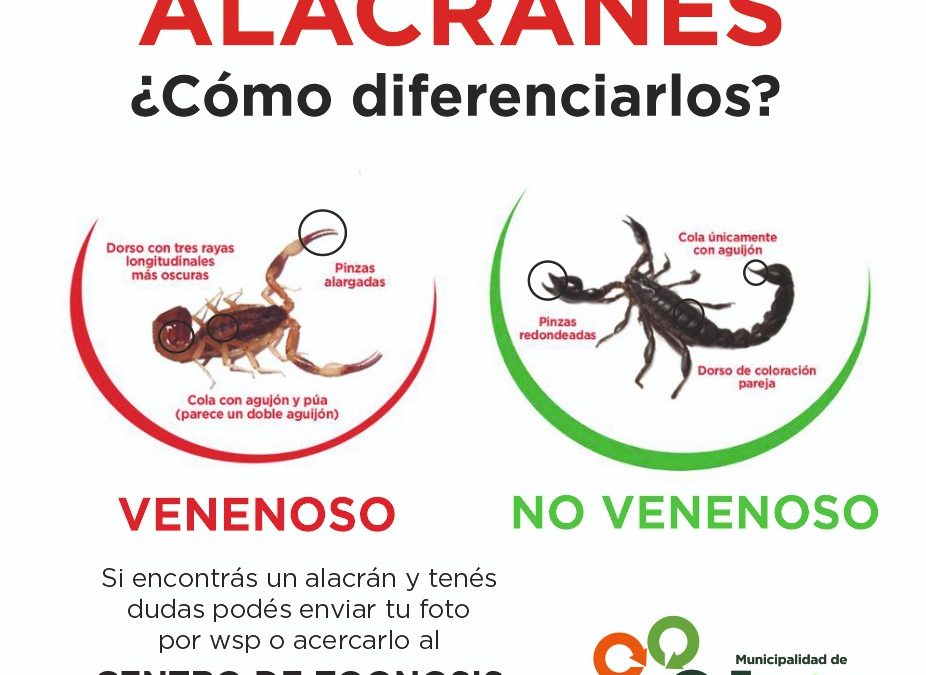 EL ÁREA DE ZOONOSIS RECOMIENDA CÓMO ACTUAR ANTE LA PRESENCIA O ... EL ÁREA DE ZOONOSIS RECOMIENDA CÓMO ACTUAR ANTE LA PRESENCIA O ...